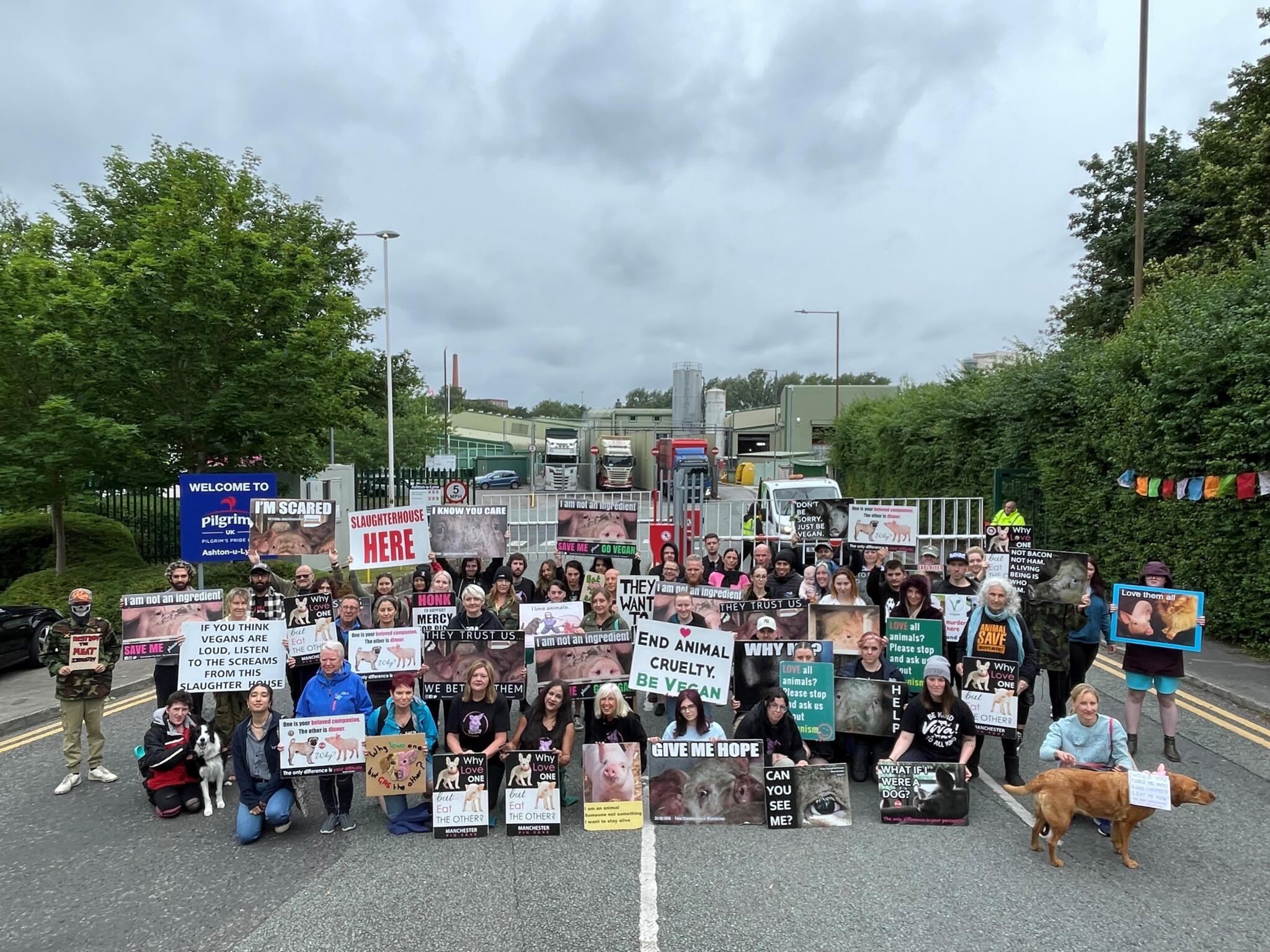 Champions of compassion: inside the movement to save pigs - Vegetarian ...