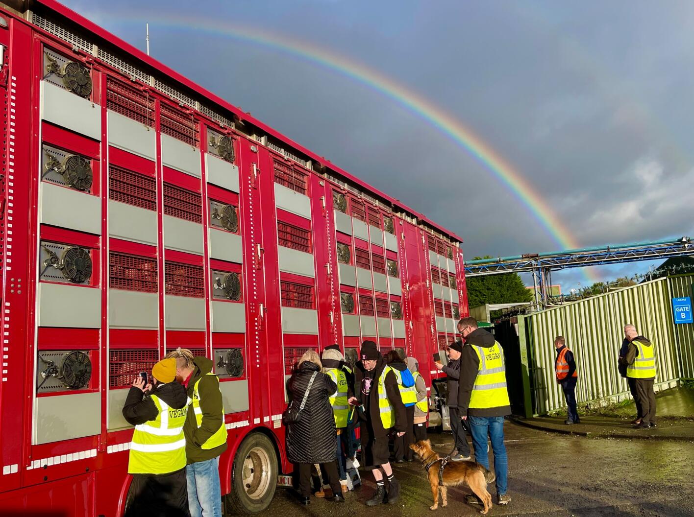 Champions of compassion: inside the movement to save pigs - Vegetarian ...