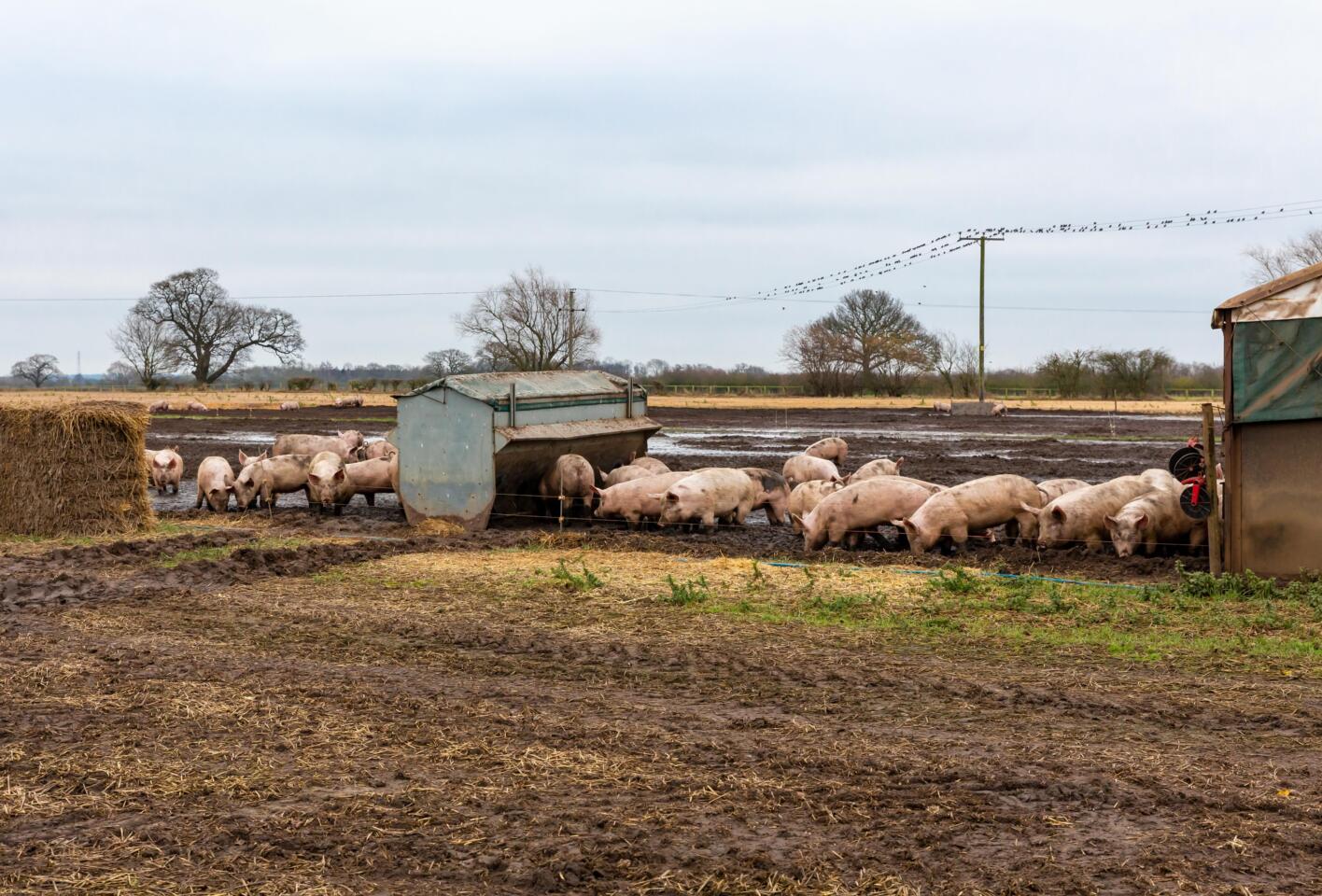 Lib-Dem Party Conference Sept 2025 - Vegetarian Society